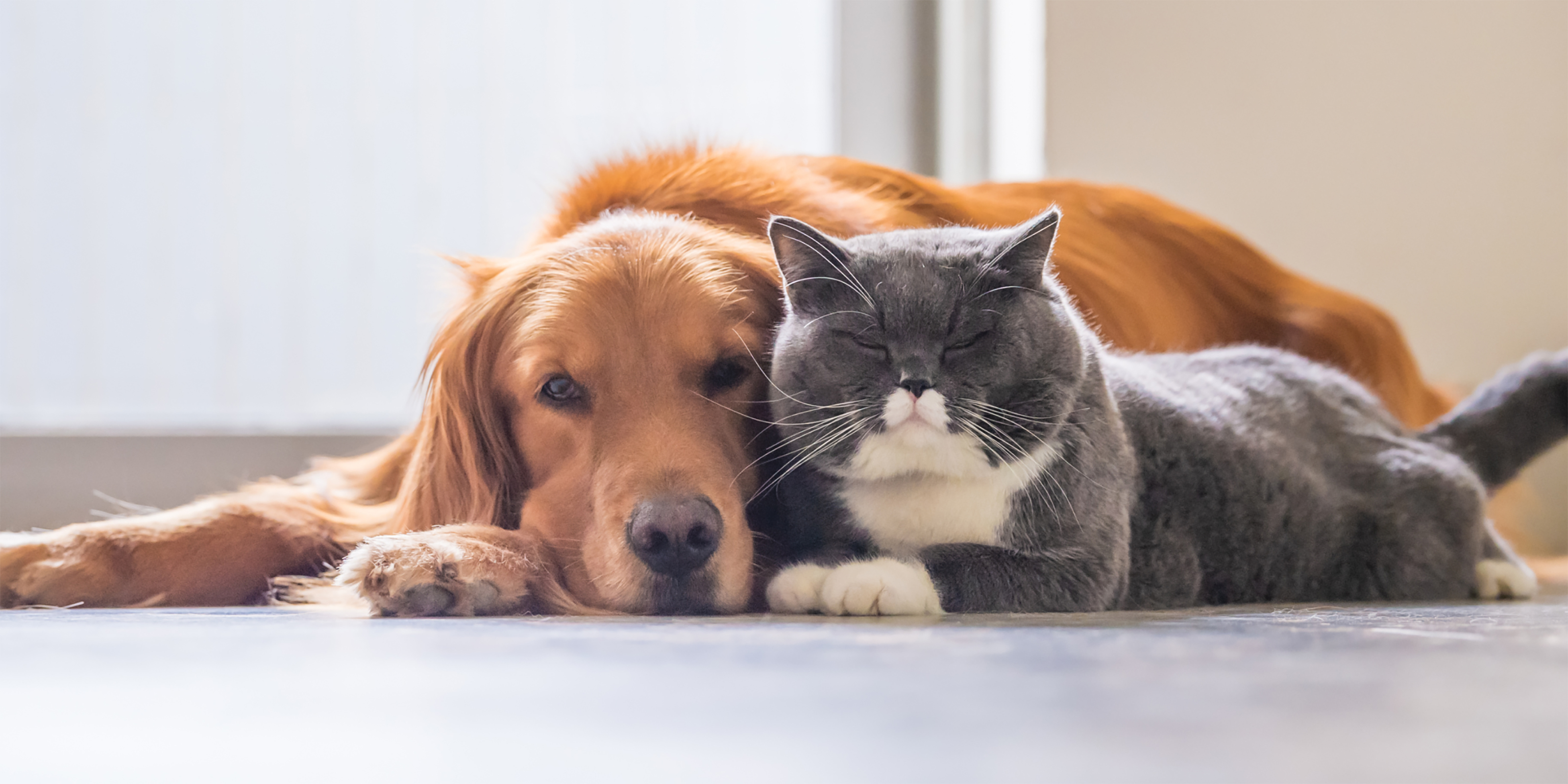 Purina Farms Visiting Pet Guidelines | Purina